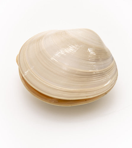 Almeja blanca – Wikuk